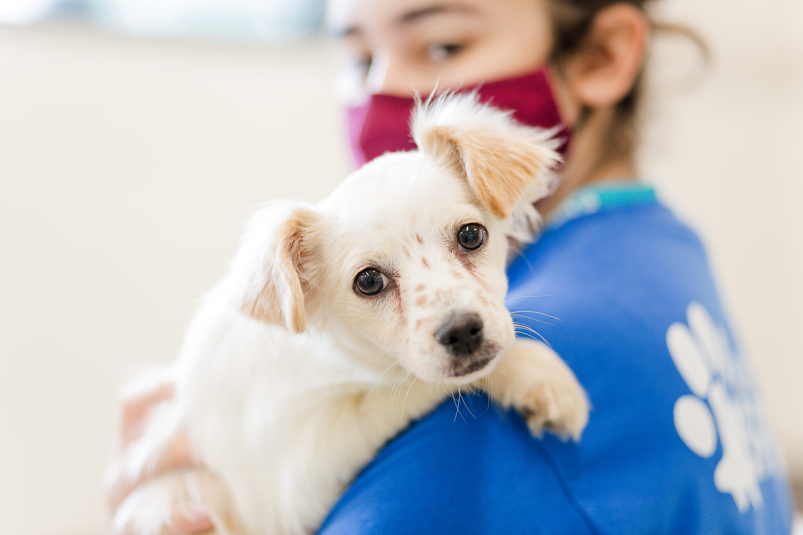 Help Animals in Need by Volunteering Your Time - Houston SPCA