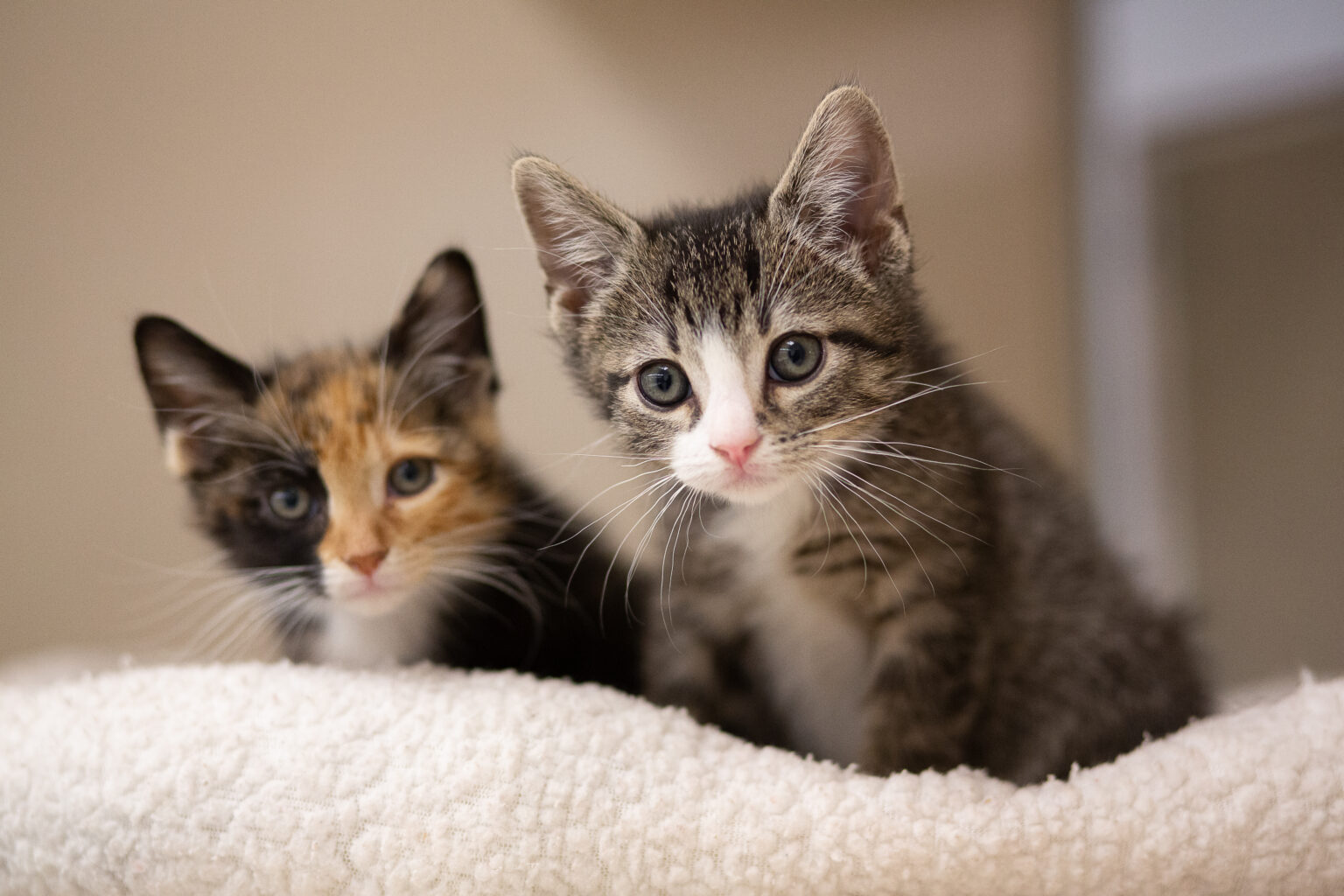 Happy National Cat Month - Houston SPCA