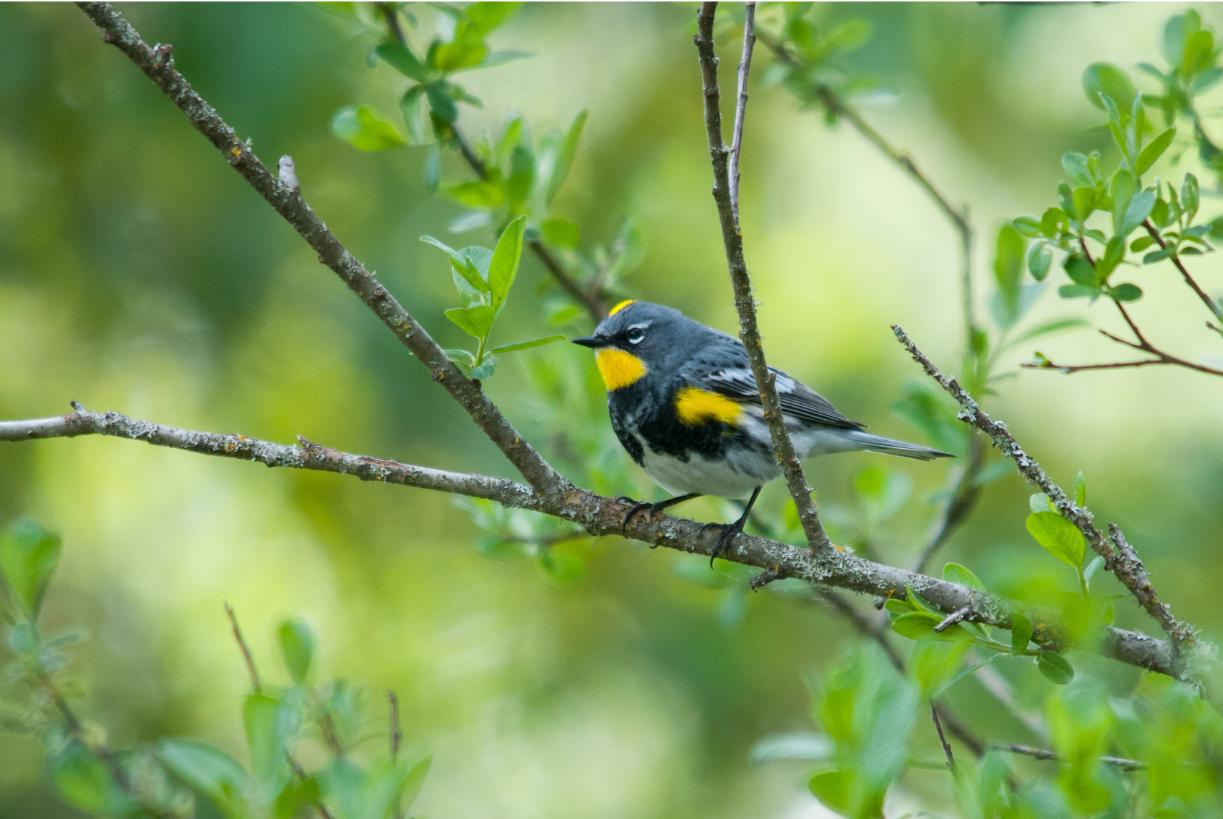 Migration Season Is Officially Here - Houston SPCA