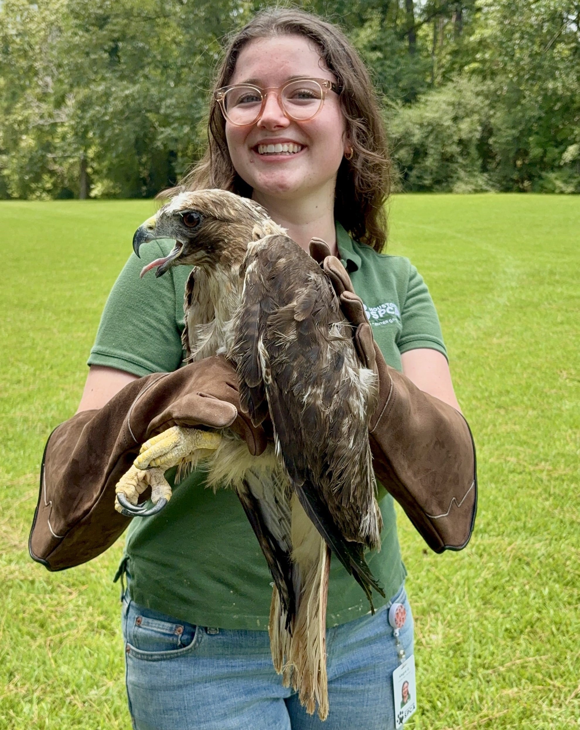 Three Red-Tailed Hawks Return to the Skies - Houston SPCA