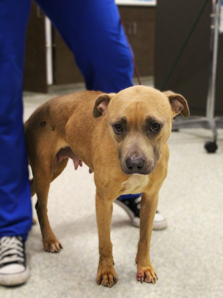 Pet Adoption Houston | Adoption - Houston SPCA