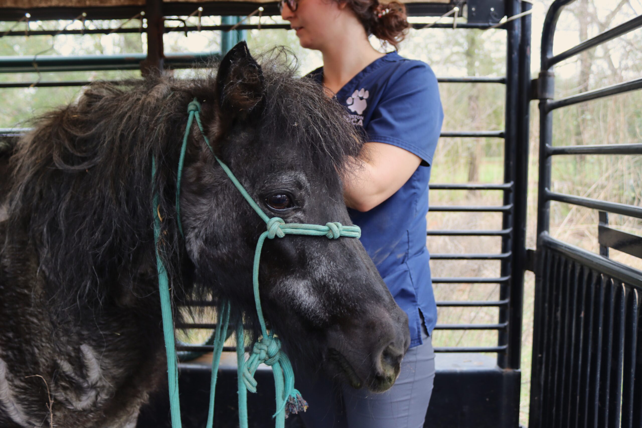18 Animals Rescued From Cruelty in Cypress, Texas - Houston SPCA
